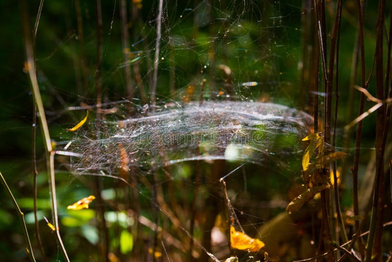 Cobweb in sunshine stock image. Image of green, travel - 60232939