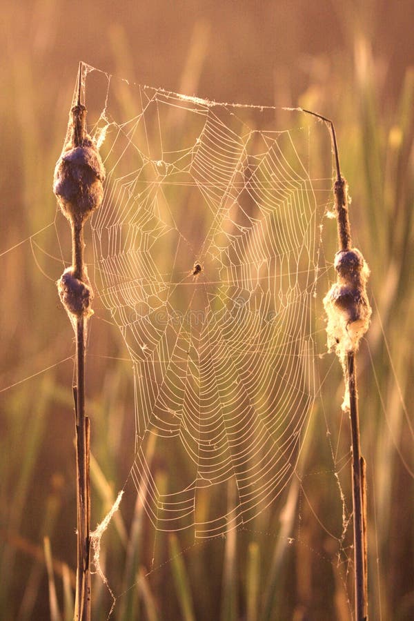 Cobweb on the swamp stock image. Image of foliage, spider - 10072835