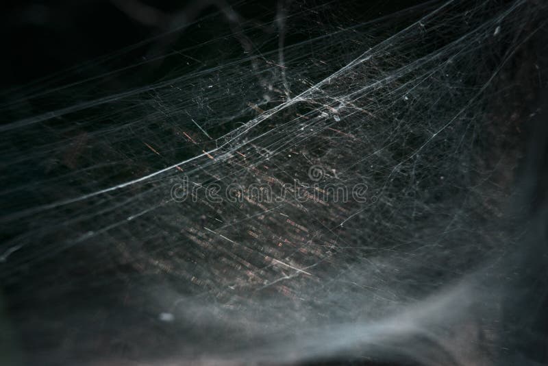 Cobweb Texture As Background Stock Image - Image of halloween, predator ...