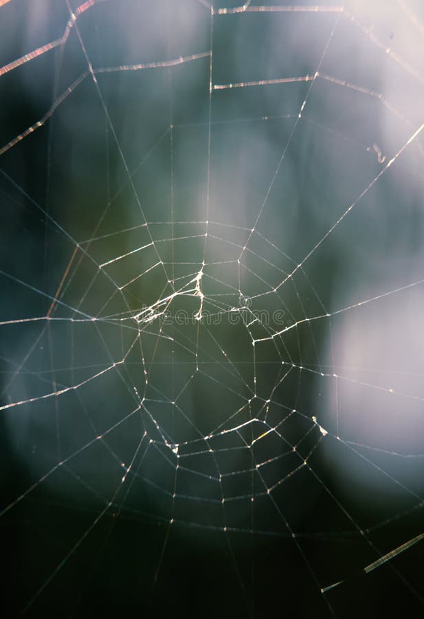 Cobweb Texture As Background Stock Photo - Image of natural, biology ...