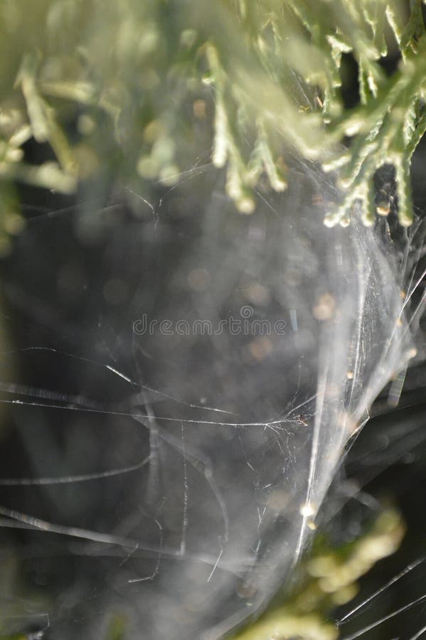 Cobweb on the tree stock photo. Image of spiderweb, closeup - 269874536