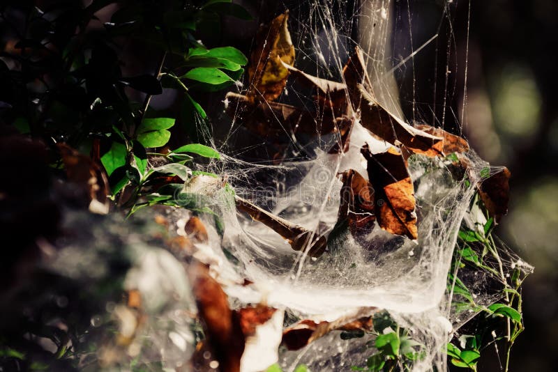 Cobweb on tree stock photo. Image of background, closeup - 49238846