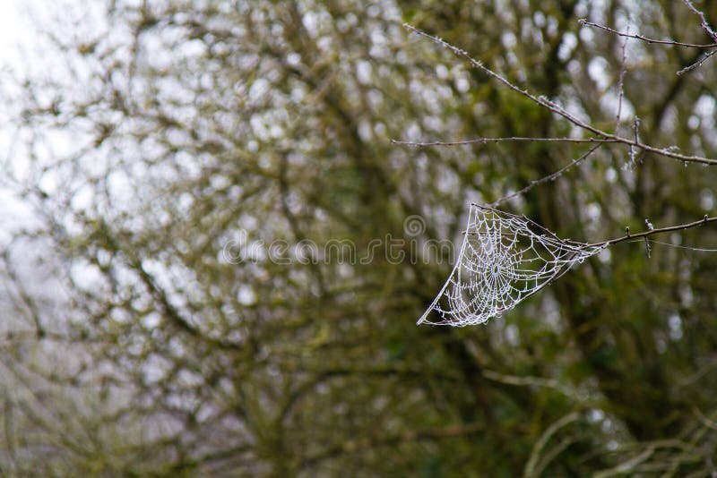 Cobweb in the trees stock image. Image of snow, forest - 94861665