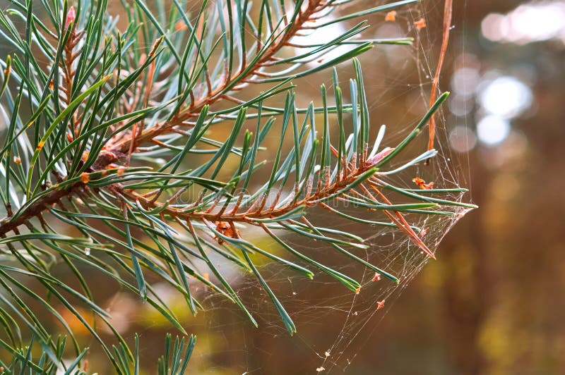 A Cobweb on Trees in September, Fir-tree Branch in a Cobweb Stock Photo ...