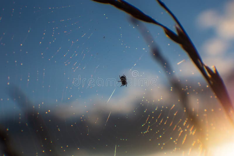 Cobweb with Water Droplets and a Spider Sitting in the Middle Stock ...