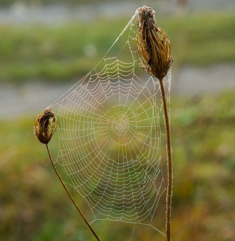 Cobweb stock image. Image of nature, closeup, outdoor - 45295773