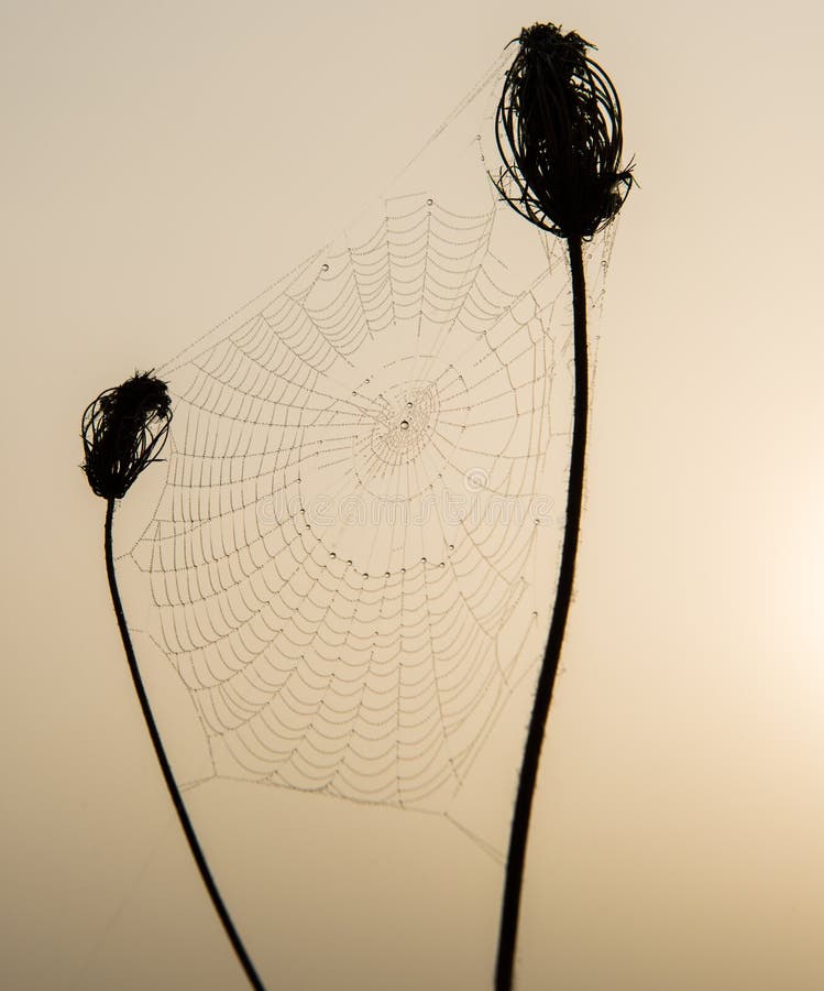 Cobweb stock photo. Image of background, beautiful, spiderwebs - 45296018
