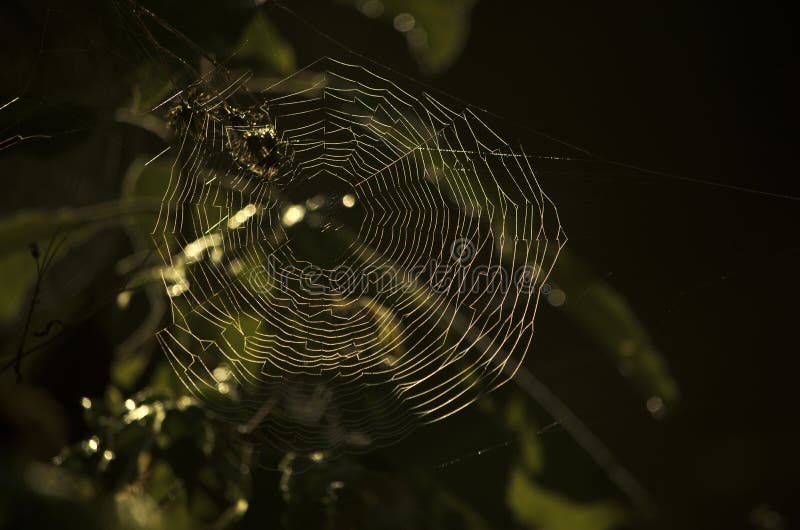 Cobweb stock image. Image of green, white, spiderweb - 55206739