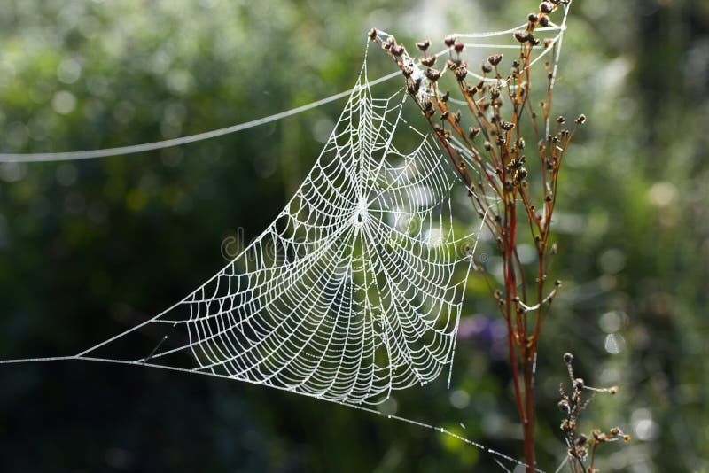 Cobweb in the woods. stock image. Image of landscape - 84148851