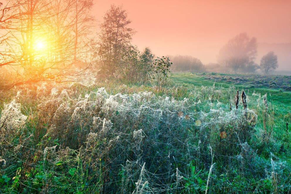 Cobwebby meadow stock image. Image of brown, green, dawn - 44899897