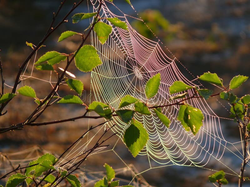 Cobwebs on the Branch. the Landscape of the Northern Nature. Stock ...