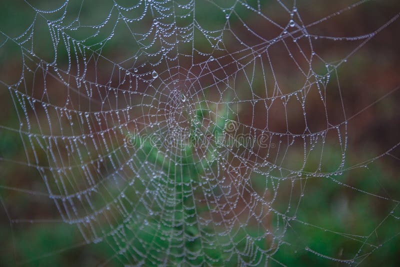 Cobwebs in the dew stock photo. Image of moisture, green - 72793550