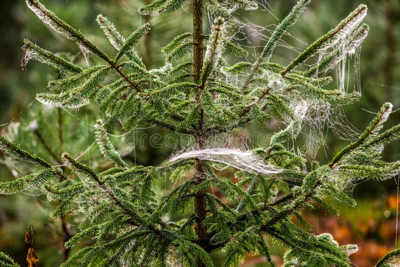 Cobwebs on fir branches stock photo. Image of cobweb - 125761282