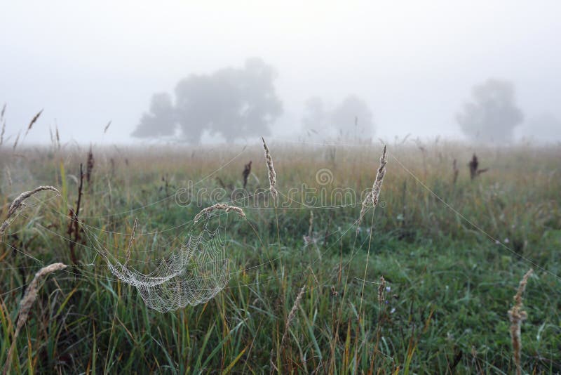 Cobwebs on the grass stock photo. Image of grass, season - 46089904