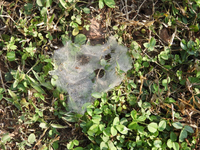 Spider web in spring stock photo. Image of outdoor, thread - 117036798