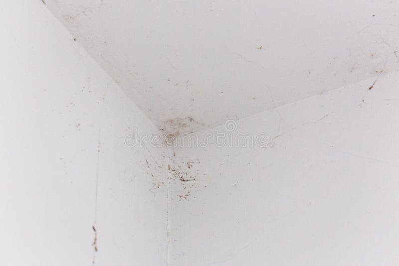 Cobwebs Growing Up in the Corner of the Room Wall Stock Photo - Image ...