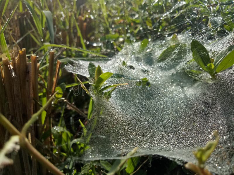 Cobwebs Illuminated by the Morning Sun Stock Photo - Image of growth ...