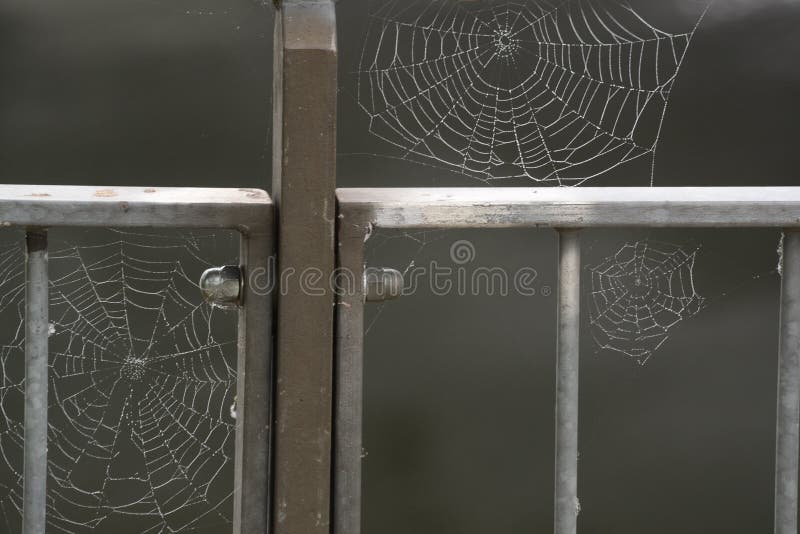 Cobwebs on the iron fence stock image. Image of fence - 40089071