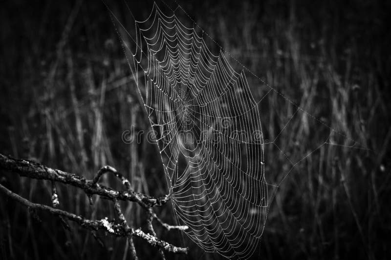 Cobwebs on a Natural Background Stock Image - Image of frame, computer ...