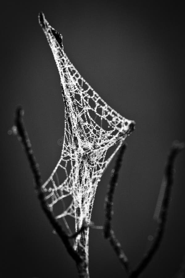 Cobwebs on a Natural Background Stock Image - Image of frame, computer ...