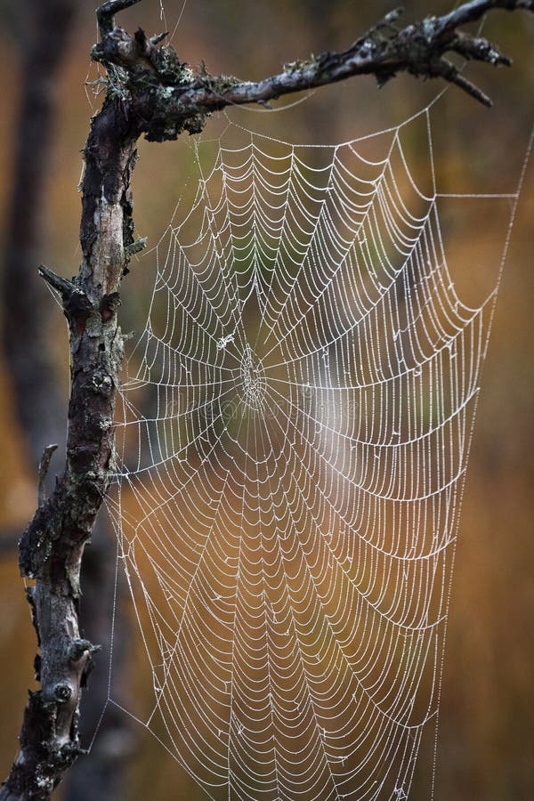 Cobwebs on a Natural Background Stock Image - Image of background ...
