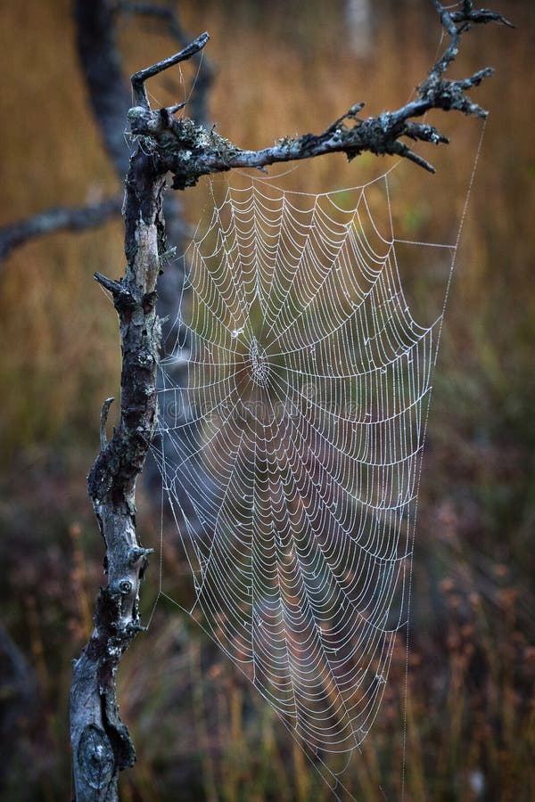 Cobwebs on a Natural Background Stock Image - Image of backgrounds ...