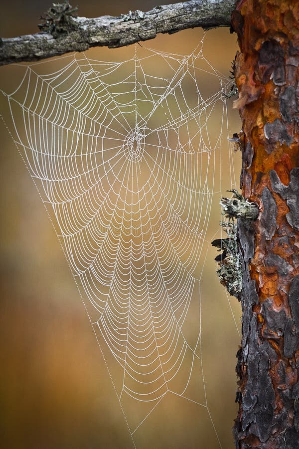 Cobwebs on a Natural Background Stock Photo - Image of empty, geometric ...