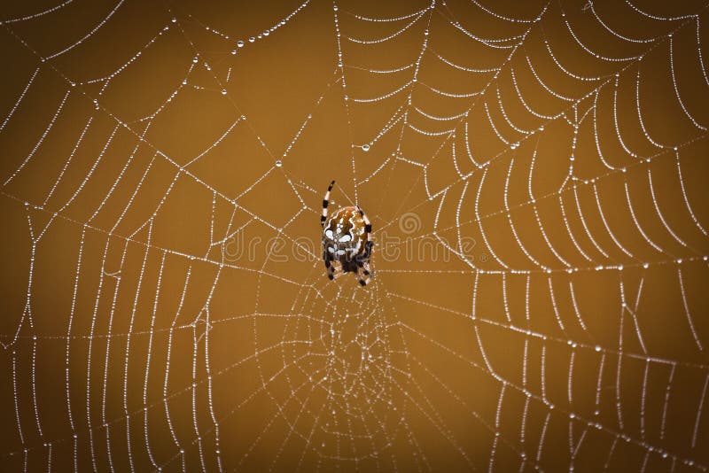 Cobwebs on a Natural Background Stock Photo - Image of fragility ...