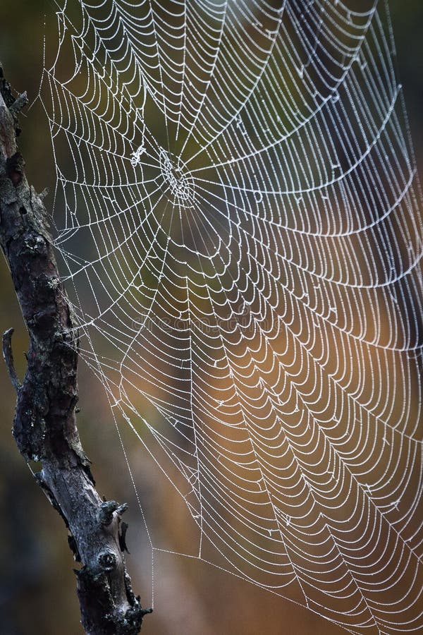 Cobwebs on a Natural Background Stock Image - Image of frame, computer ...