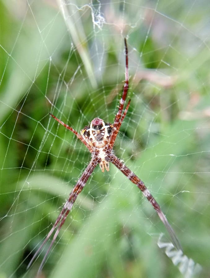 407 Asian Spiders Stock Photos - Free & Royalty-Free Stock Photos from ...