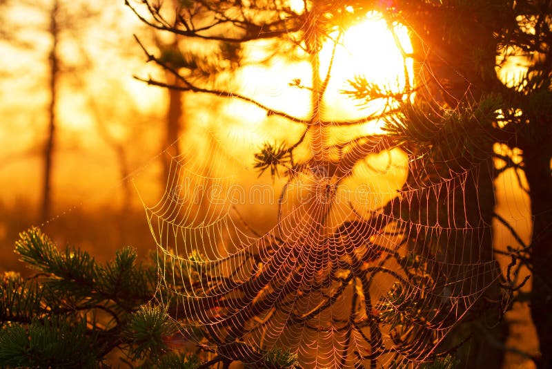 Cobwebs at Sunset in a Pine Forest Stock Image - Image of latvia ...