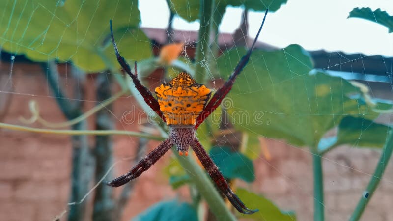 Spider on taro plants stock photo. Image of fields, home - 281893360