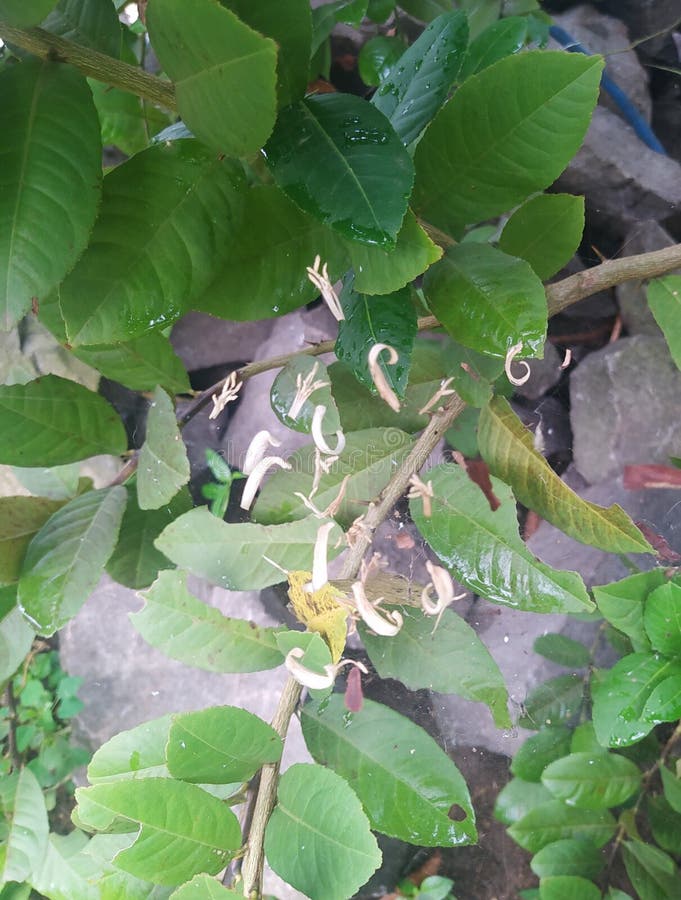 Cobwebs, Traps To Catch Prey Stock Photo - Image of wildflower, shrub ...