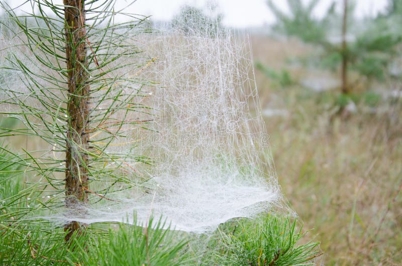 Cobwebs on the tree stock image. Image of outdoor, network - 64952409