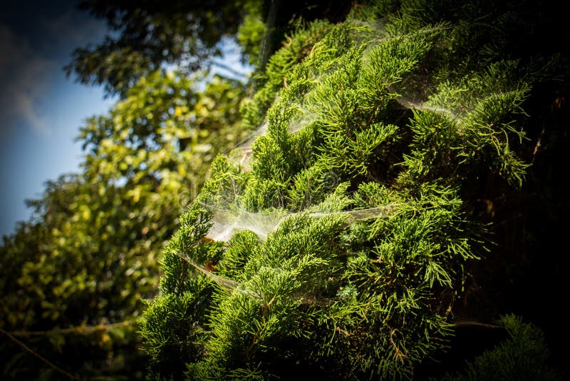 Cobwebs stock image. Image of tree, travel, thailand - 48666987