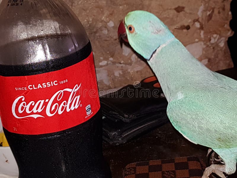 Cola Bird Stock Photos - Free & Royalty-Free Stock Photos from Dreamstime