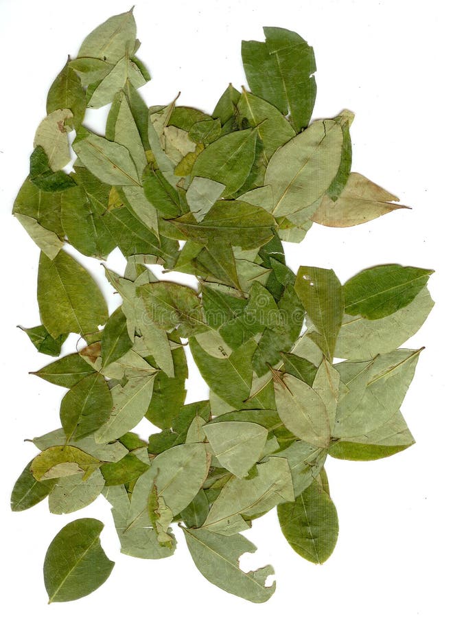 Folhas da planta da coca imagem de stock. Imagem de baía - 106094591