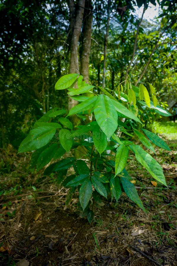 Coca plant stock photo. Image of botany, drug, cocaine - 81507550