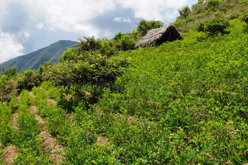 Coca Plants In The Andes Mountains, Bolivia Stock Image - Image of ...