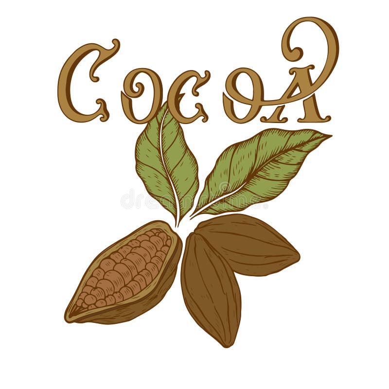 Coca Plant Drawing Stock Illustrations – 52 Coca Plant Drawing Stock ...