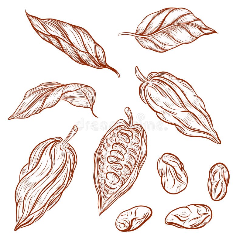 Coca Plant Stock Illustrations – 157 Coca Plant Stock Illustrations ...
