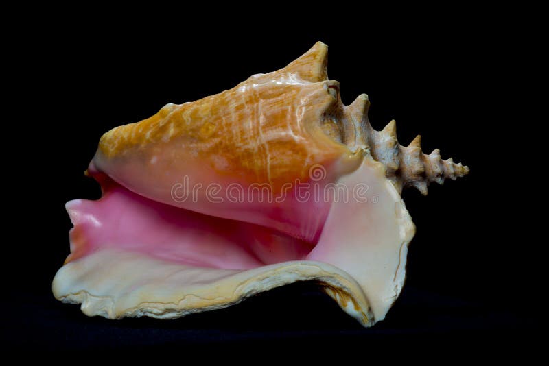 Cocch Shell Stock Photos - Free & Royalty-Free Stock Photos from Dreamstime