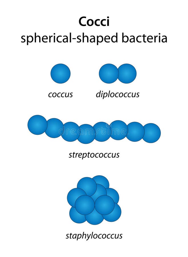 Spherical-shaped bacteria stock vector. Illustration of coccus - 329495288