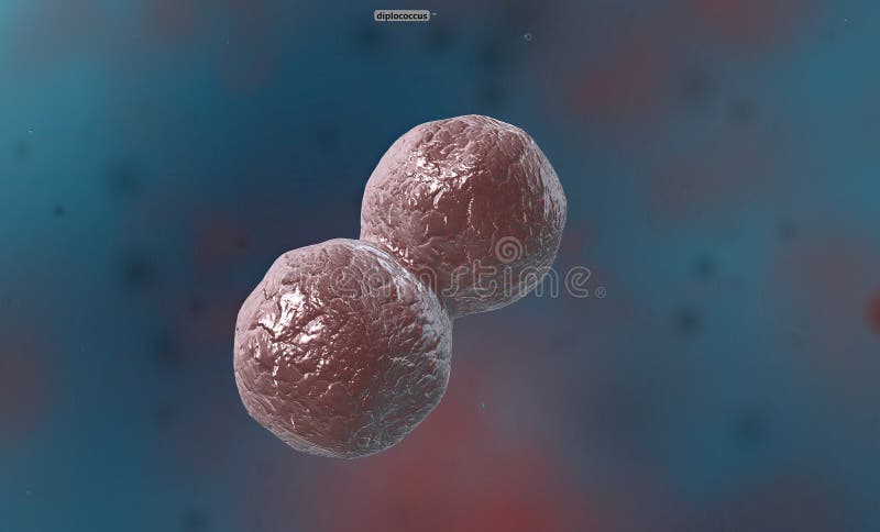A Cocci are Any Bacteria or Archaeon that Have a Spherical, Oval, or ...