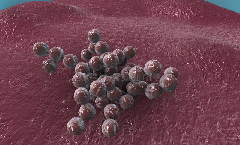 Spiral Shaped Bacterium Stock Illustrations – 116 Spiral Shaped ...