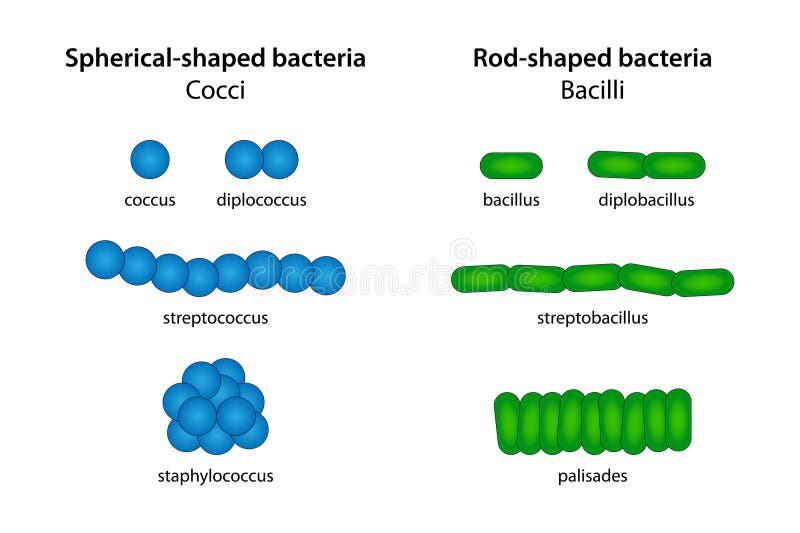 Spherical-shaped Bacteria and Rod-shaped Bacteria Stock Vector ...