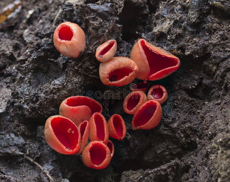 Coccinea de Sarcoscypha foto de archivo. Imagen de hongo - 68591108