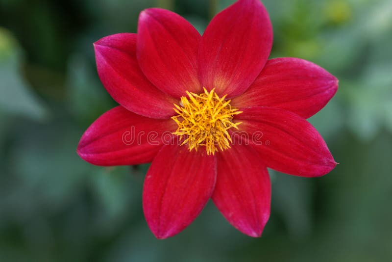 Dahlia Coccinea Es Una Especie De Planta En Floración De La Familia De ...