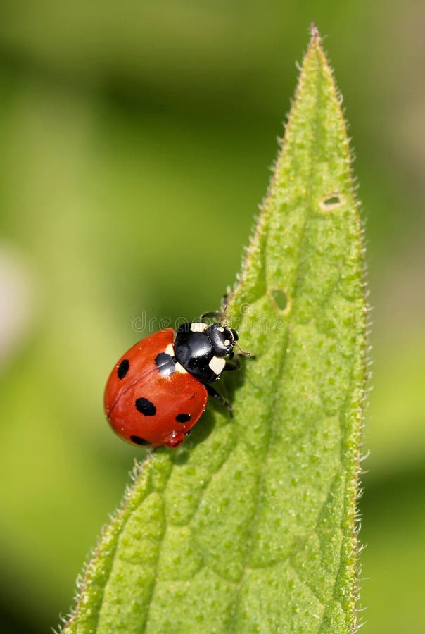 Coccinella 库存照片. 图片 包括有 背包, 环境, 宏指令, 春天, 本质, 前面, 瓢虫, 季节 - 45544238