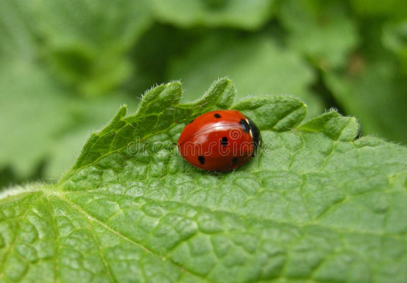 Coccinella fotografia stock. Immagine di insetti, stagioni - 5113540